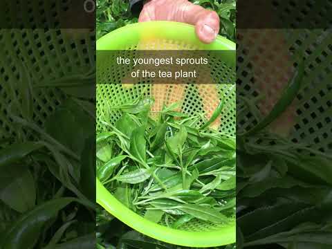 How is Matcha Made? #shorts