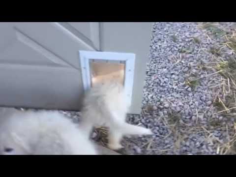 Halp Funny Video - YouTube