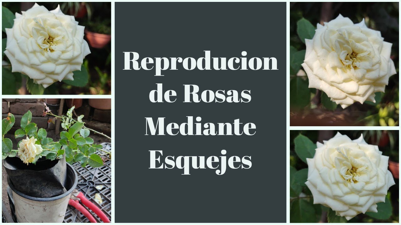 Como Reproducir Rosas mediante Esquejes #jardinfeliz #rosas # ...