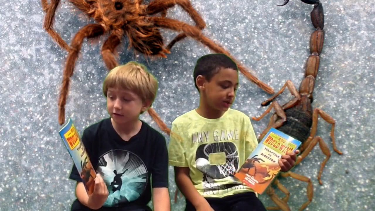 Student Stories- Who Would Win? Tarantula vs. Scorpion - YouTube
