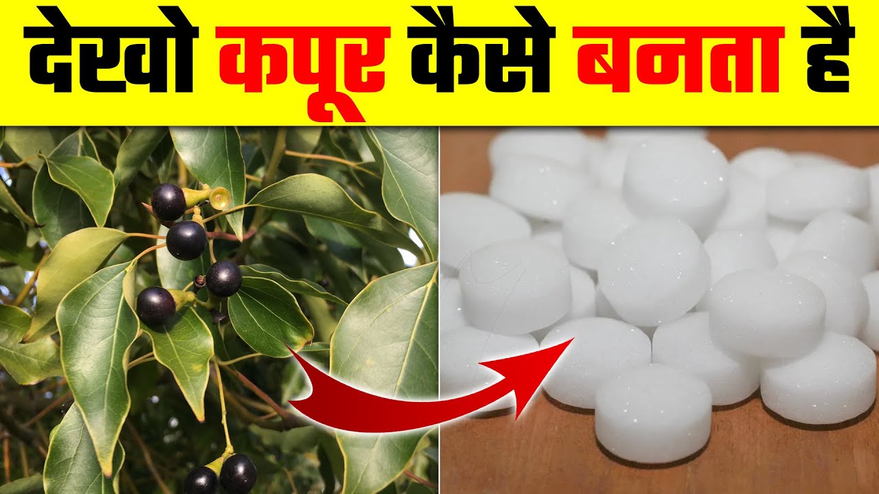 देखो कपूर कैसे बनता है ! How Camphor is Made in Factory ! Kapoor Kaise ...