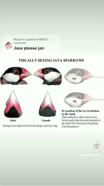 java sex difference /java male female difference /male female ...