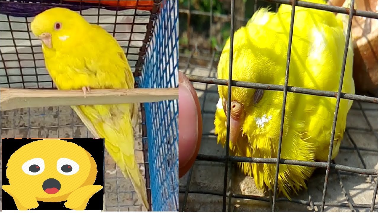 Egg Binding Problem Solve | Save My Birds | - YouTube