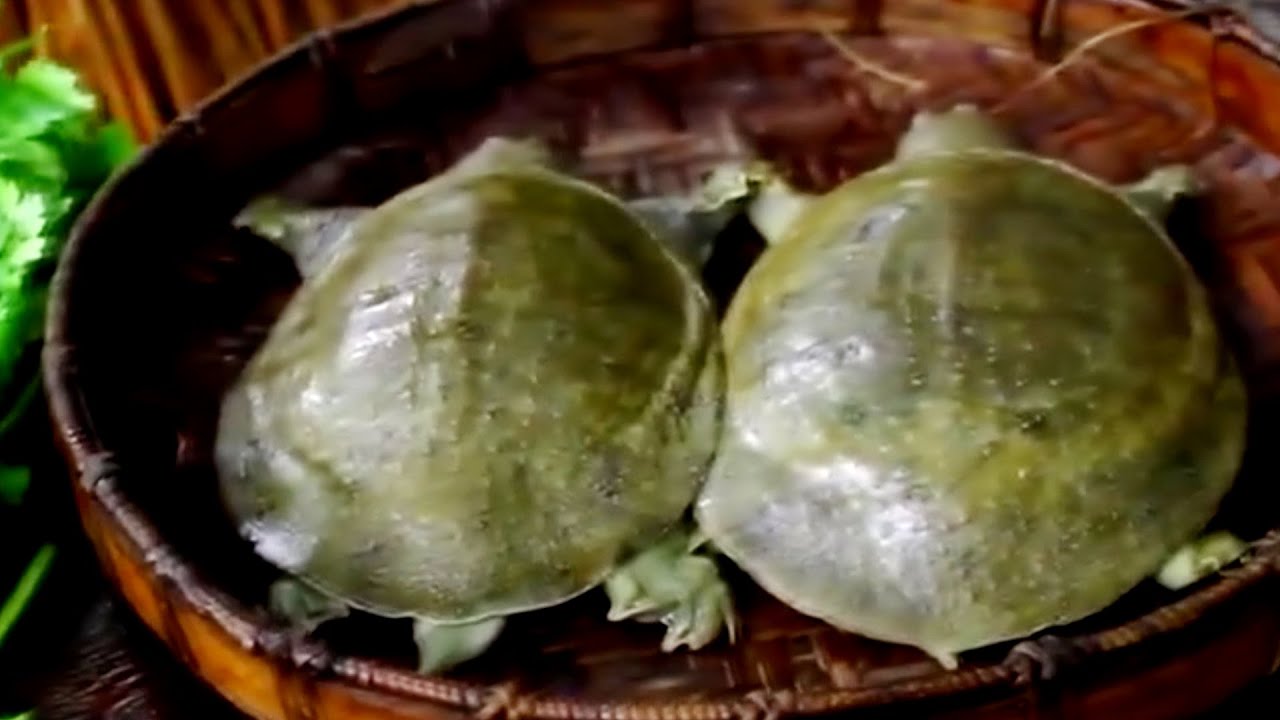 #vcamboforest# Cooking Herbal Ginseng SoftShell Turtle Soup Recipe Buy ...