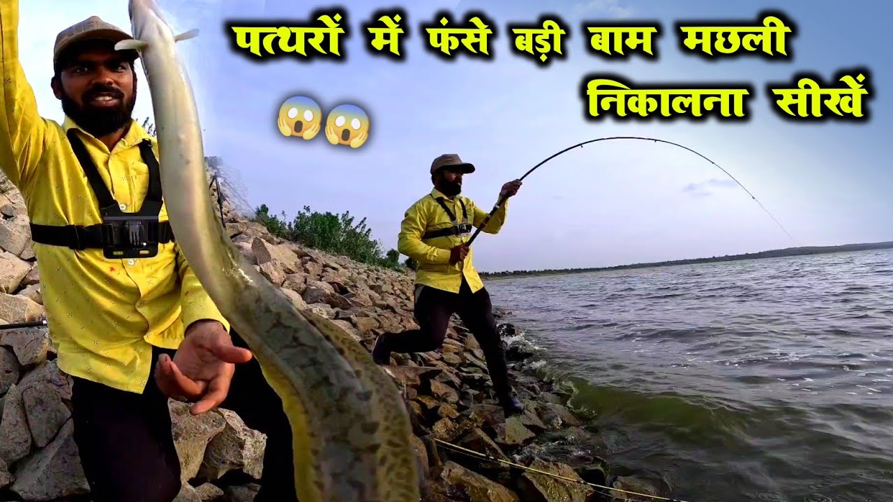 Bam machali pakdane ka Tarika | Big Bam Fish catch | Baam fish ...