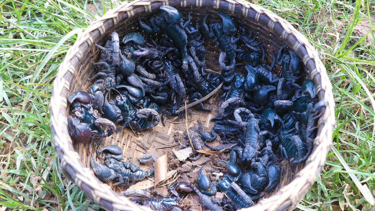 OMG! Unbelievable Catch & Cooking Scorpion Like Eat - YouTube