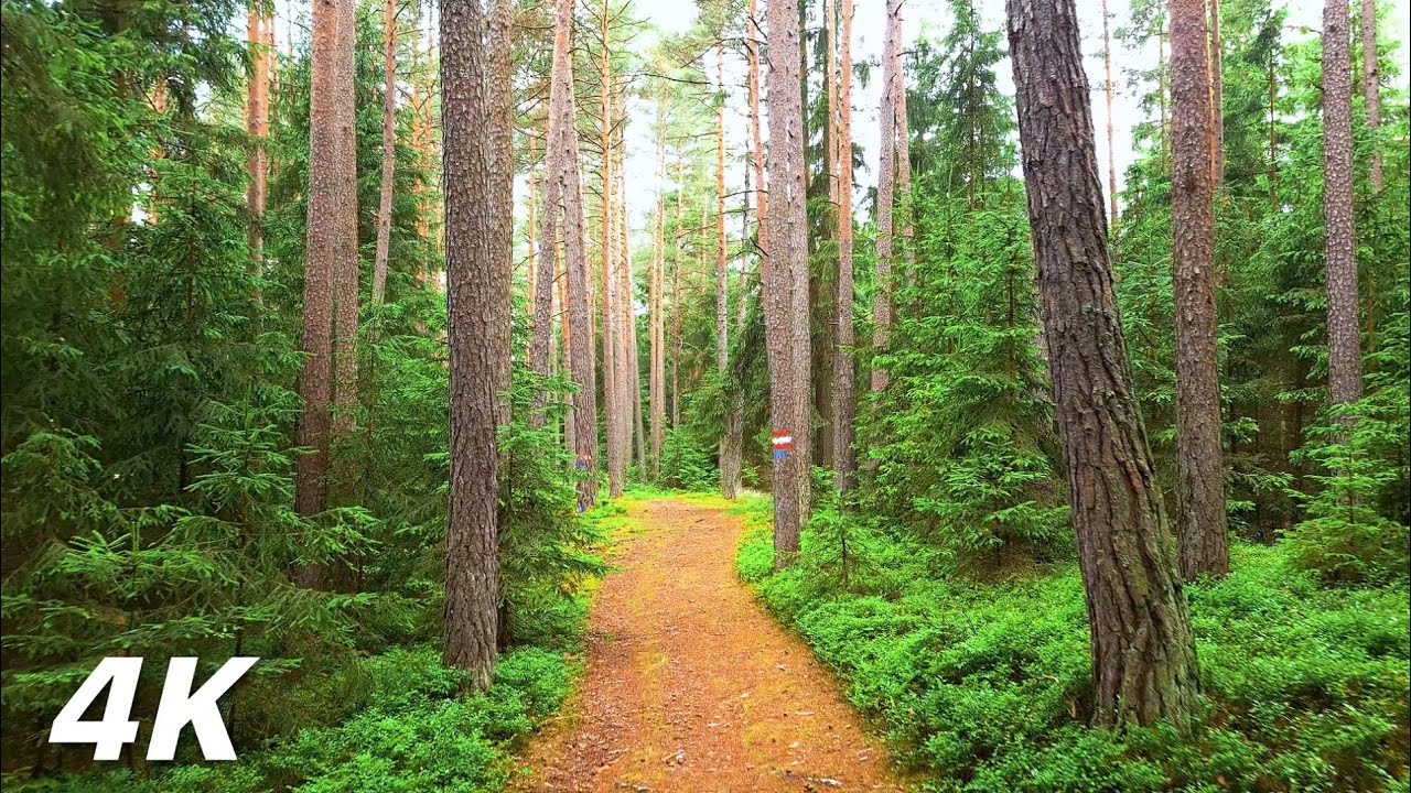 To The Baby Waterfall - 4k Virtual Forest Walk ASMR - YouTube