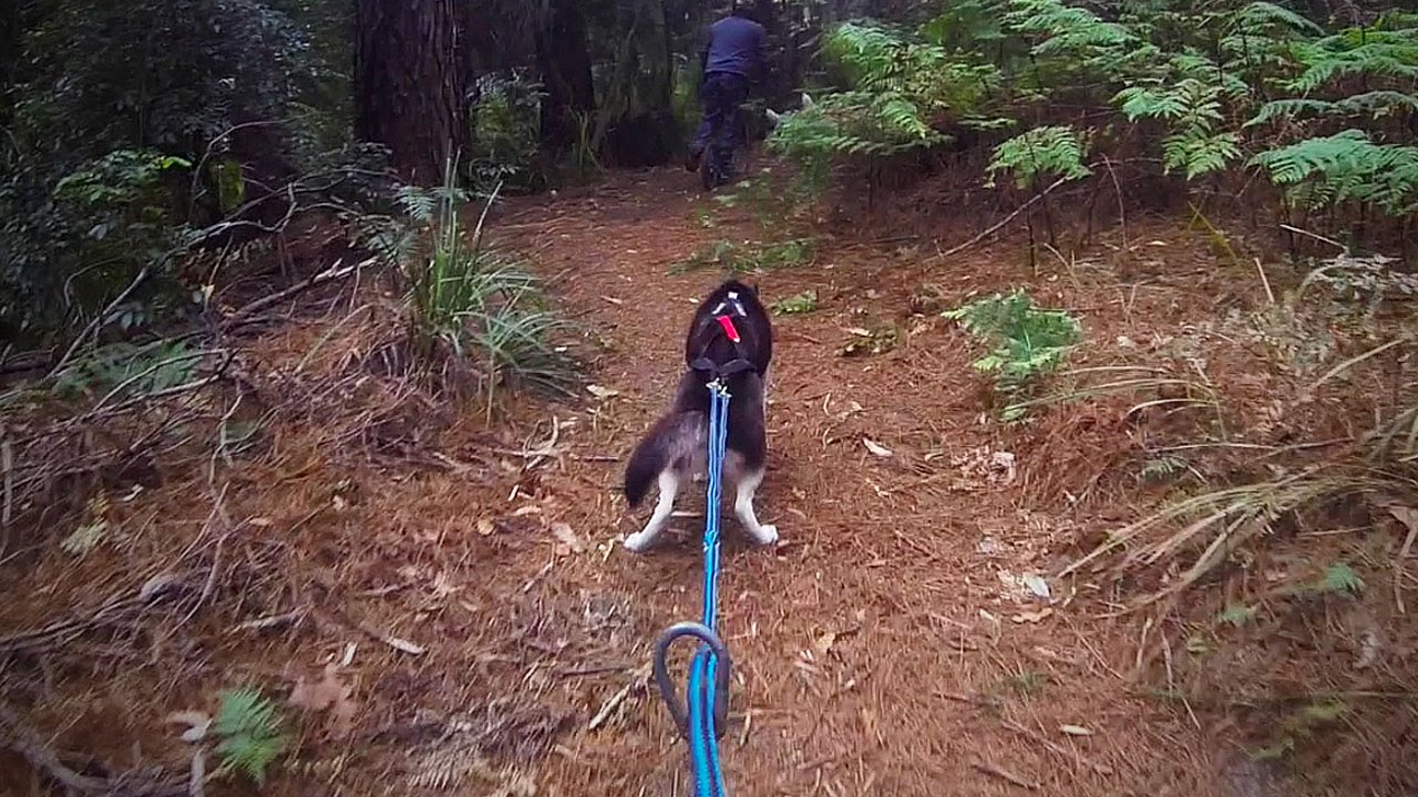 Dry Land Dog Sledding - 2nd training run - YouTube