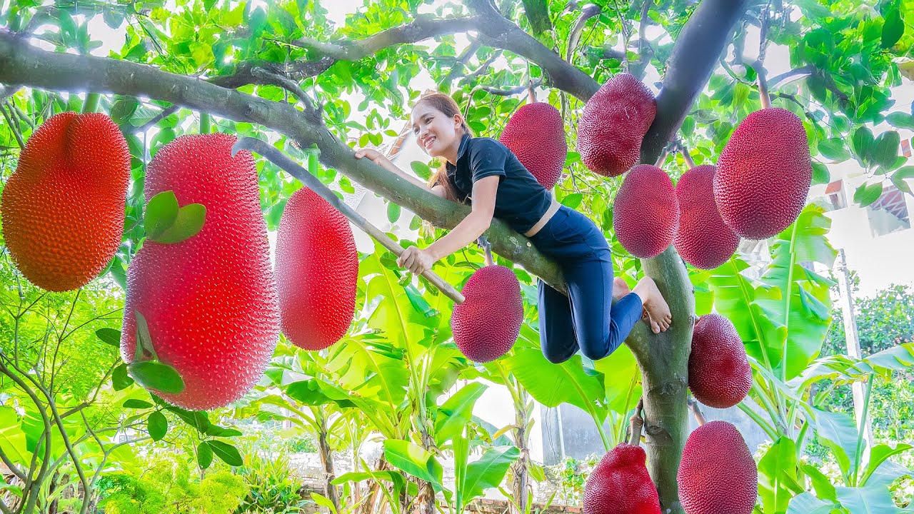 Harvesting Giant Red Jackfruit Go to Market Sell, Making Delicious ...