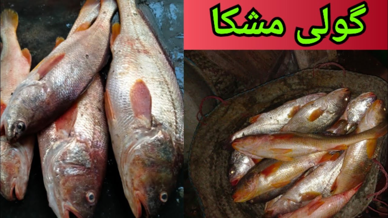 Ibrahim Hayderi Fish Market Latest Updates || Goli Mushka , گولی مشکا ...