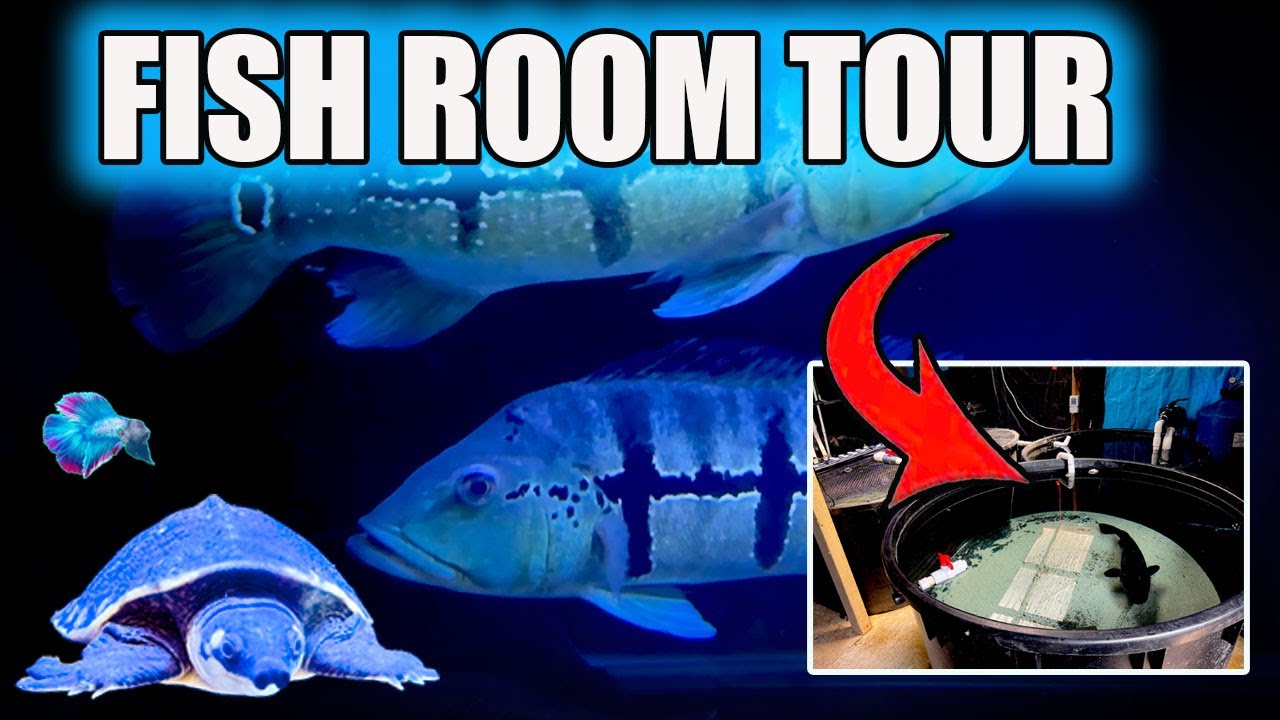 FISH ROOM TOUR ~ Fish I Never Show! HUGE MURRAY COD! - YouTube