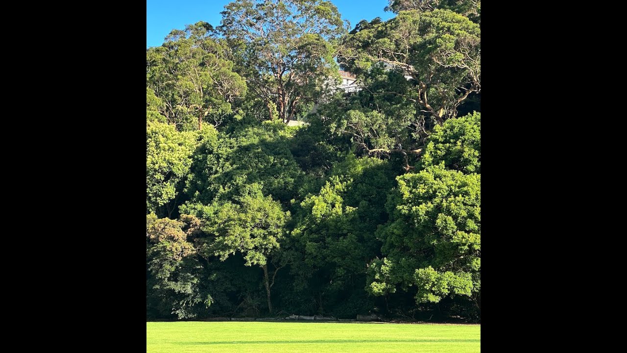 Meditating with Isaiah No 32 The Clapping Trees - YouTube