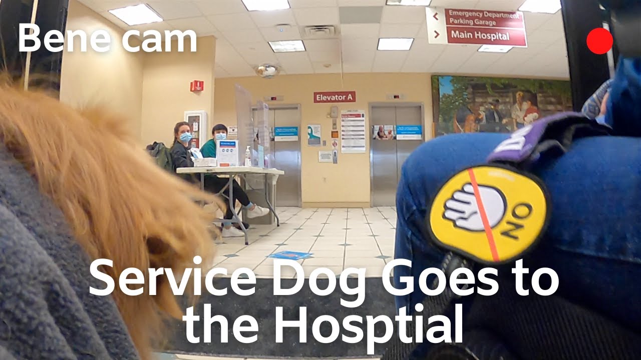 Service Dog Goes to the Hospital | Bene Cam 🔴 - YouTube