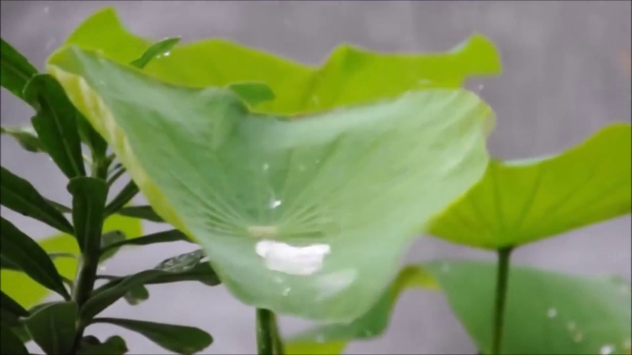 The Lotus Effect - Hydrophobic Coating Basics - Aegis Armors - YouTube