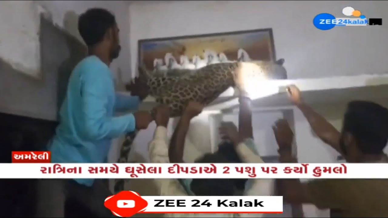 Leopard enters Jaljivdi village of Amreli's Dhari, later tranquilised ...