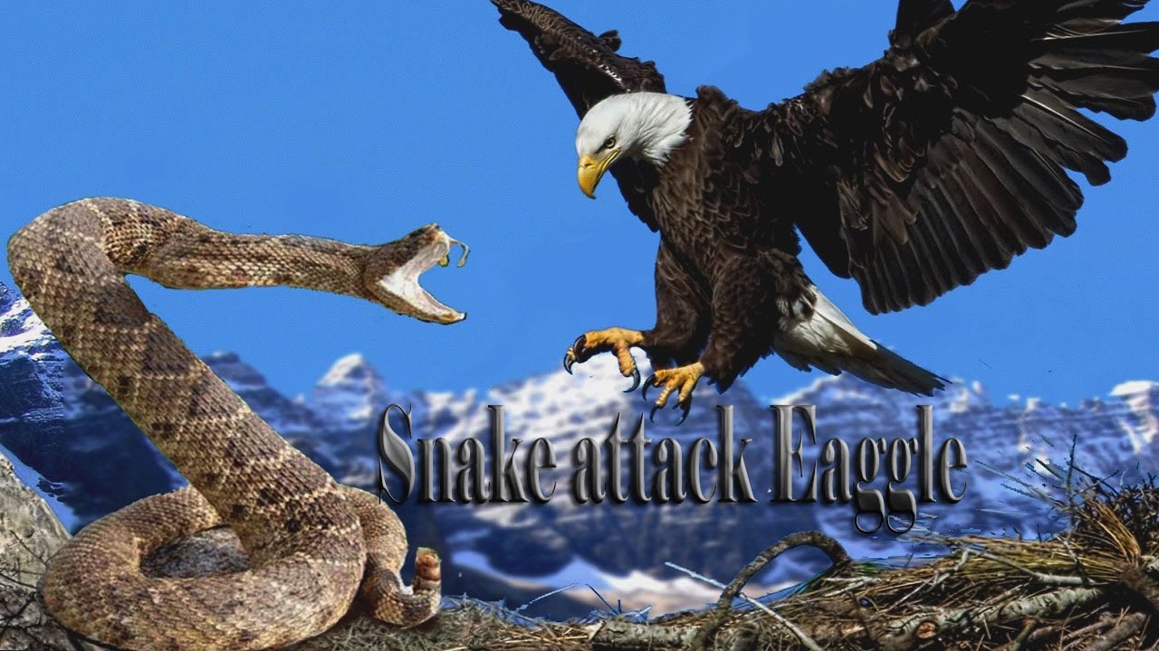 Eagle vs Snake Real Fight Eagle Attack Snakes Compilation Eagle Attacks - YouTube