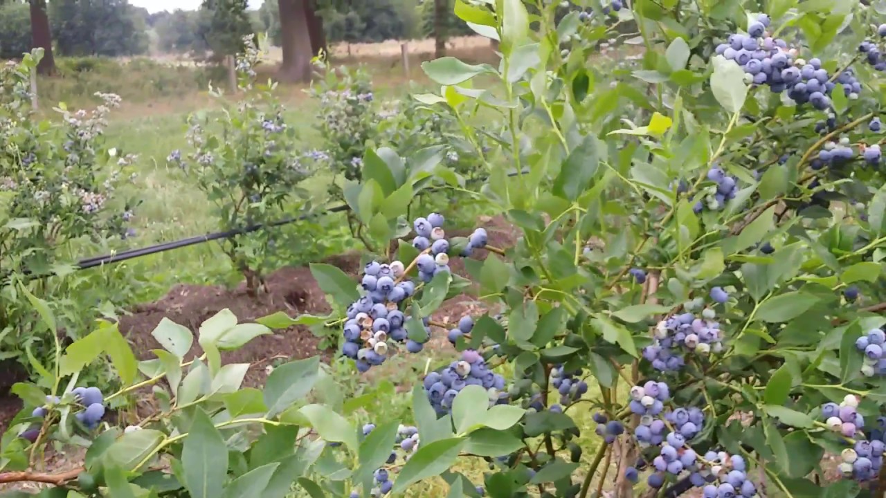 Blauwe bessen bij O'Bio - YouTube