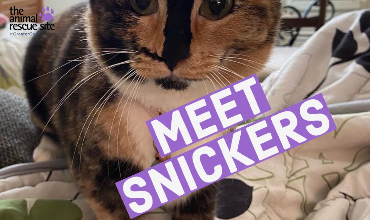 Snickers the Miracle Rescue Cat Who Regained her Eyesight after Surgery ...