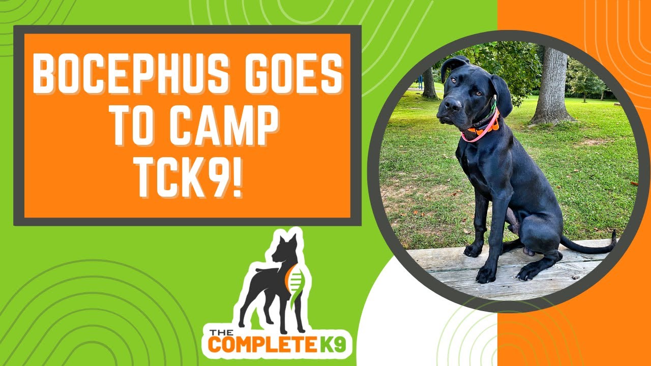 The Complete K9 - 7 Month Old Great Dane / Mastiff Mix Goes From Wild ...