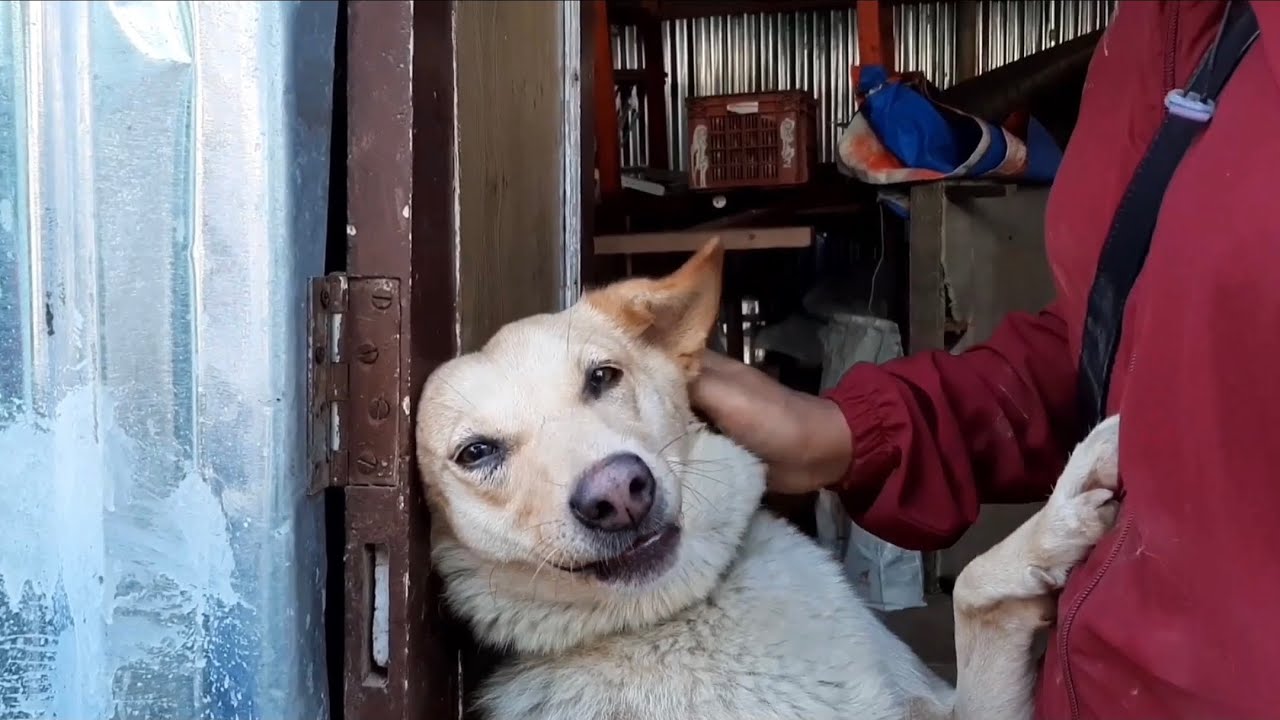 Stray Dog Was Crying After Seeing Her Protected Human ️/ How About ...