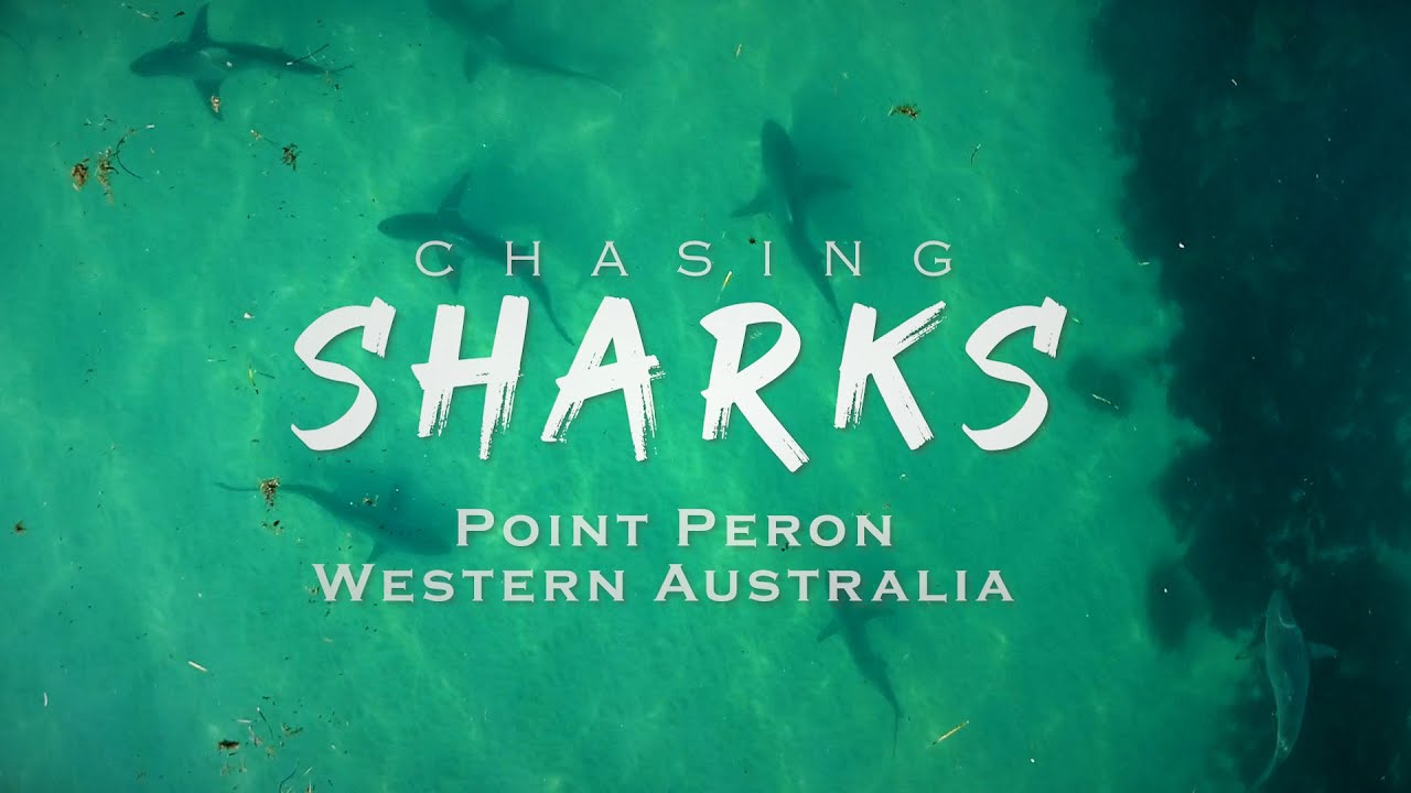 Hammerhead Sharks, Perth, Western Australia - YouTube