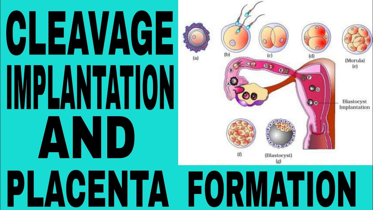 Cleavage, Implantation and Placenta formation in Human - YouTube