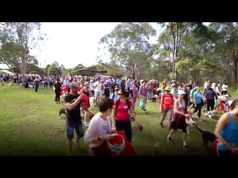 RSPCA Million Paws Walk 2014 - Brisbane
