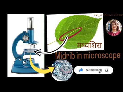 Midrib in microscope. Midrib ko microscope se dekhne pr kesa dikhta hai ...