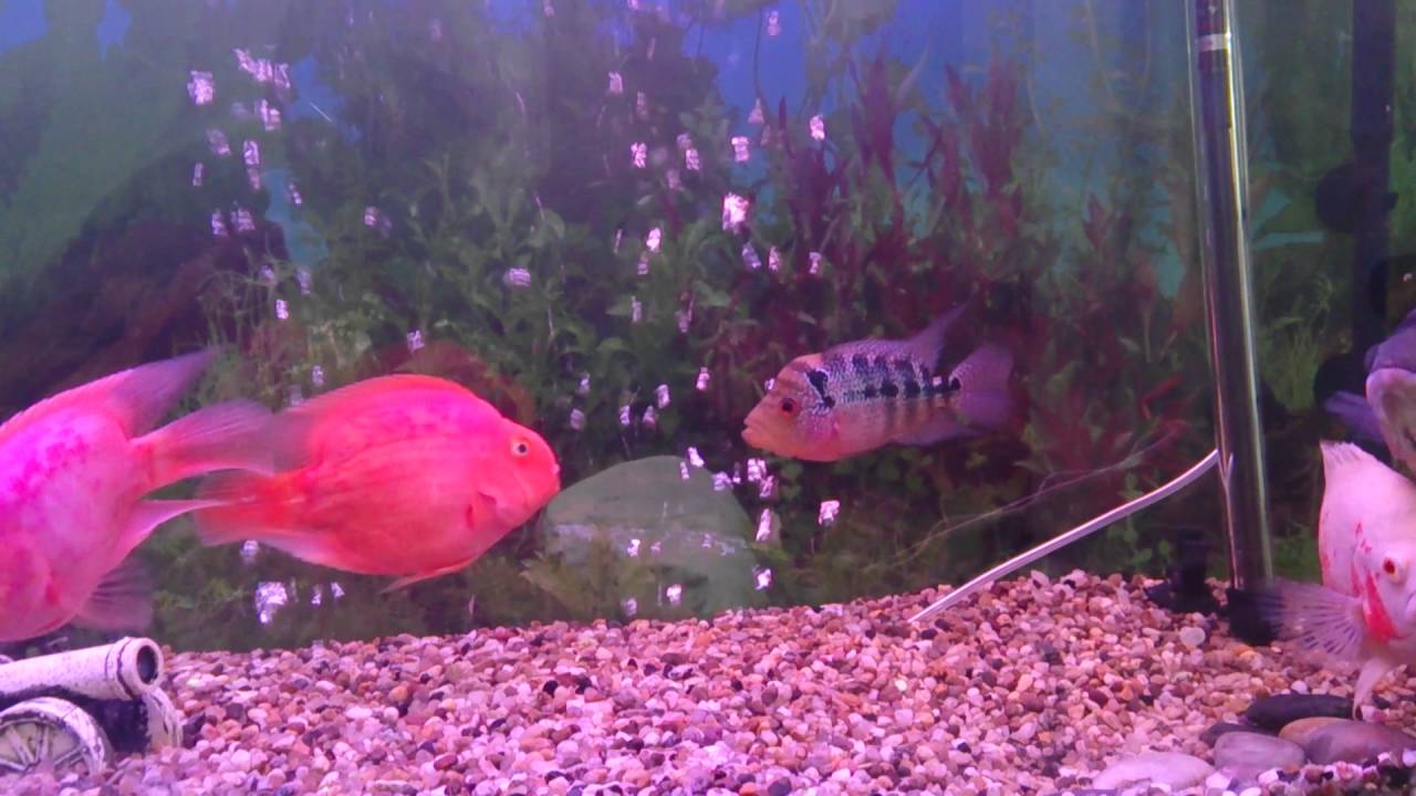Flowerhorn vs parrot fish - YouTube
