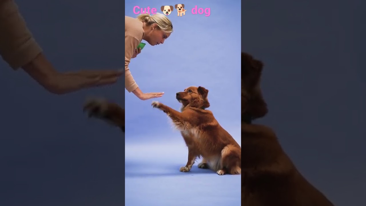 cute dog training 😘😘🐶 - YouTube