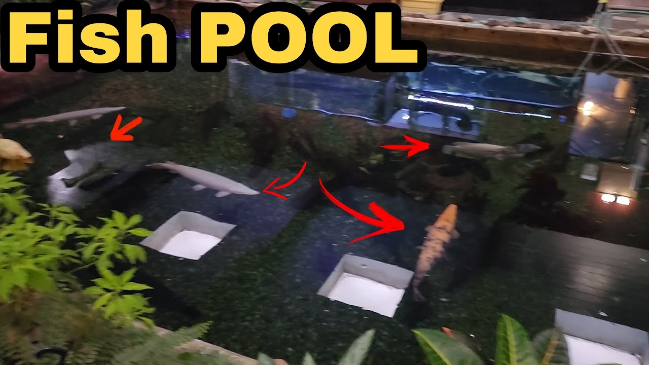 (Herps Alive 501c3) donates to Ohio Fish Rescue - YouTube