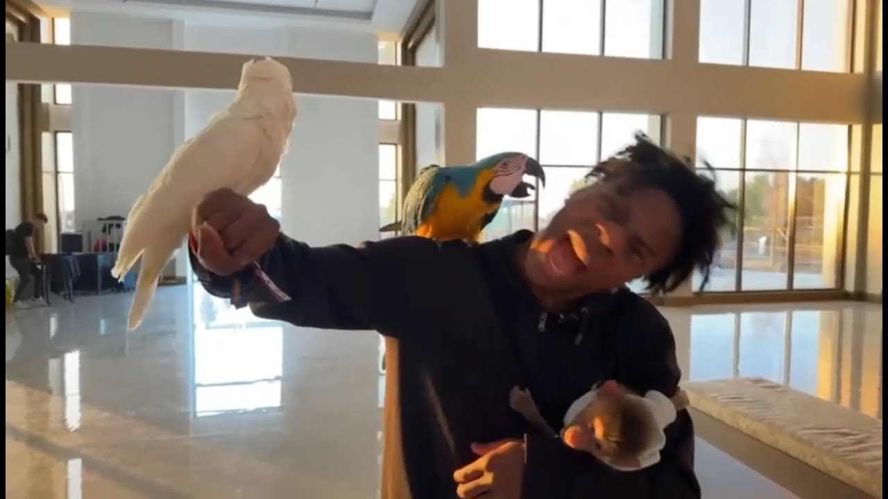 parrot BITES Speed..😡 - YouTube