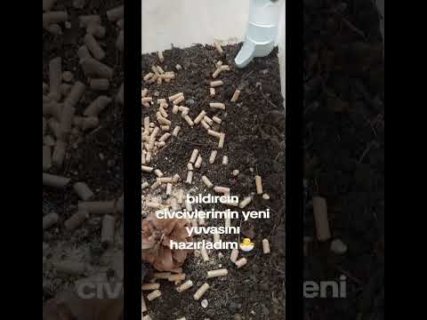 Bıldırcın civcivlerimin geçici yuvası hazır🐣