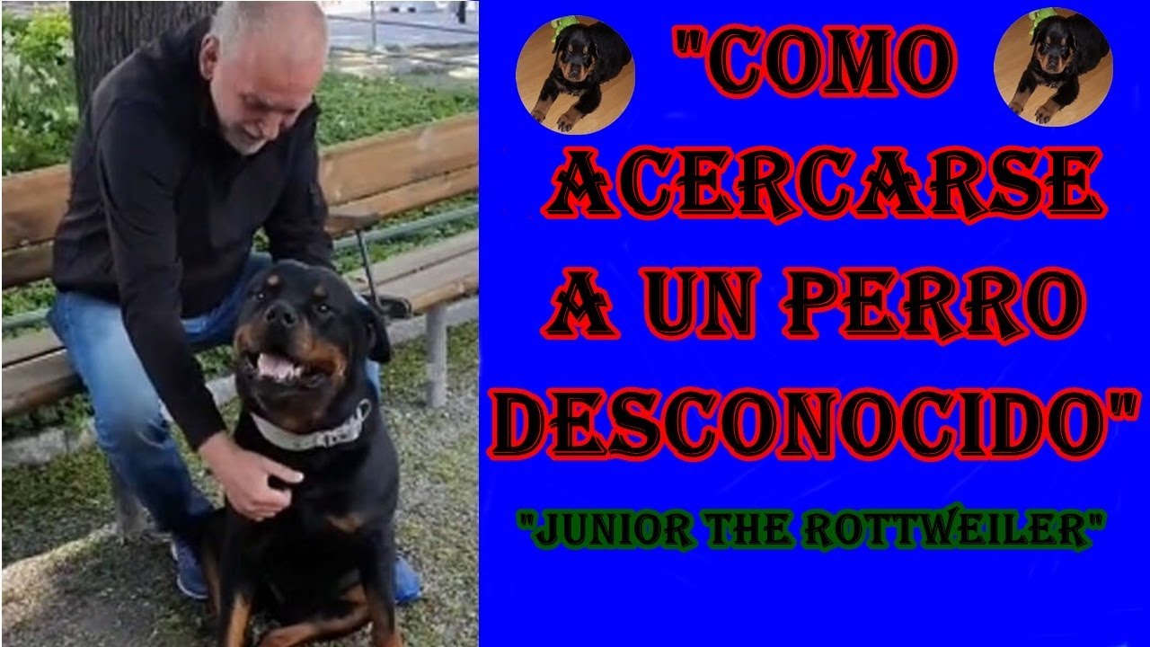 "Como Acercarse a un Perro Desconocido" "JUNIOR THE ROTTWEILER" - YouTube