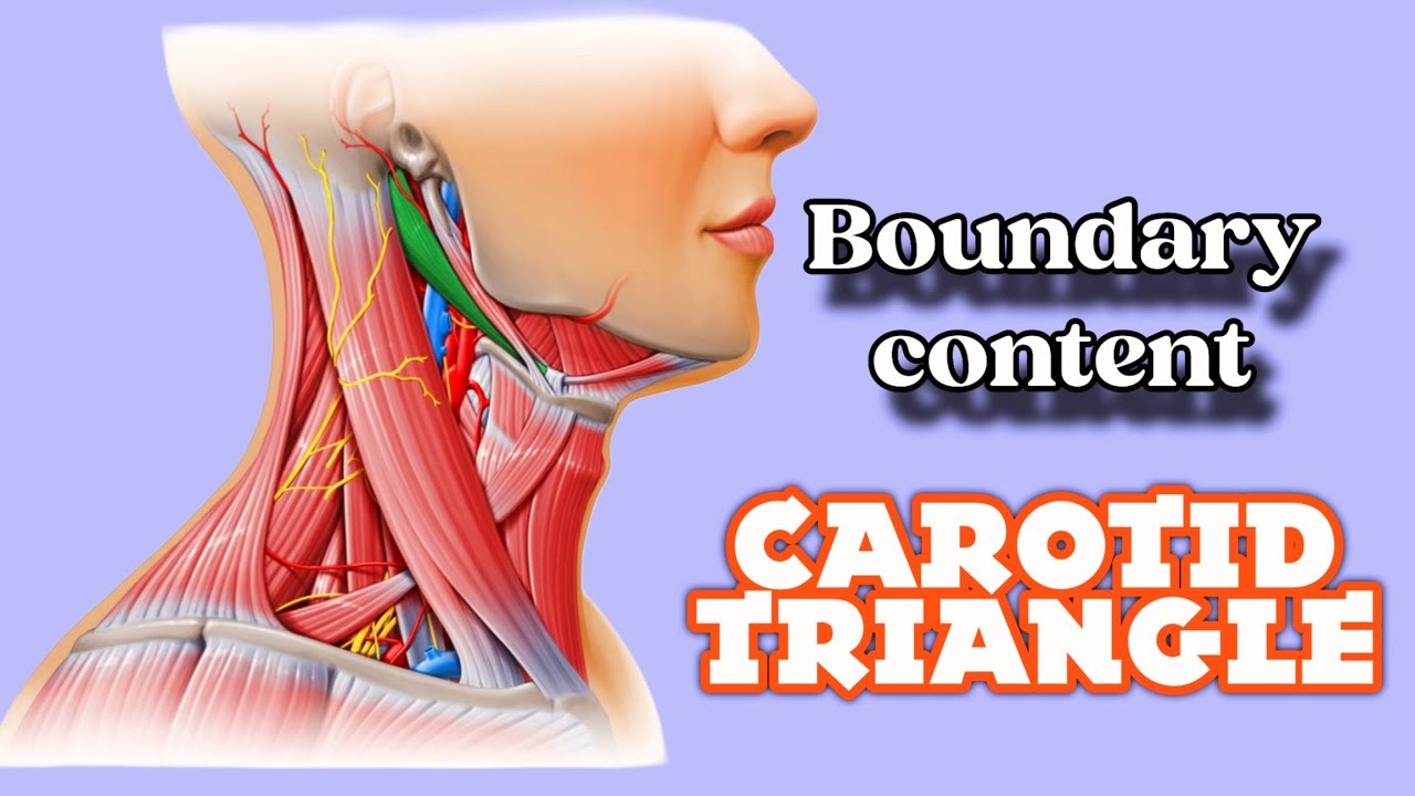 Carotid Triangle Boundary Content And Step Of Dissection. (Bangla Demo ...