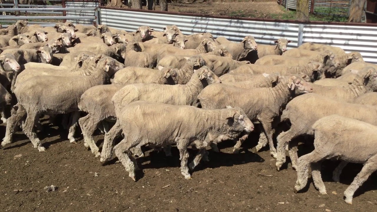 237 MERINO WETHER LAMBS A/C OSTINI BROS. - YouTube