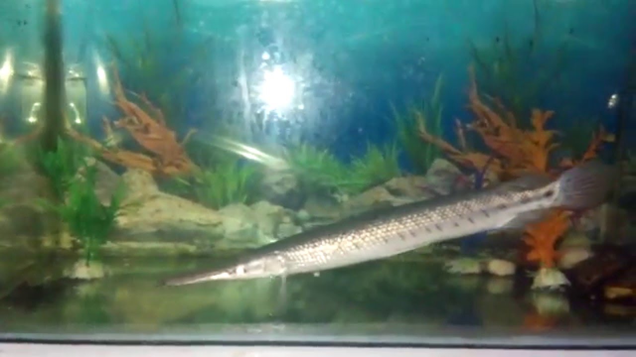 Ikan Predator atau "IKAN MONCONG BUAYA" dengan mata menyala - YouTube