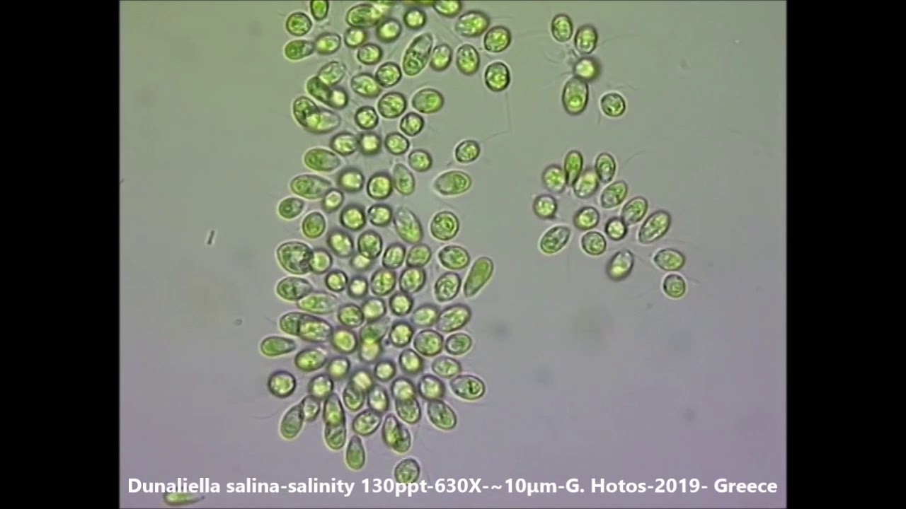 Microalgae-Dunaliella salina clustering-Hypersalinity-Dr G. Hotos Lab ...