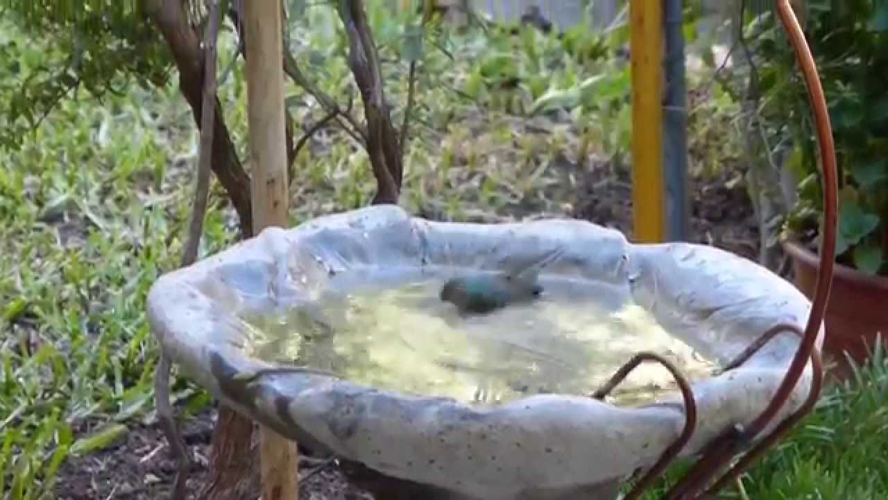 Hummingbird bathing in a bird bath. - YouTube
