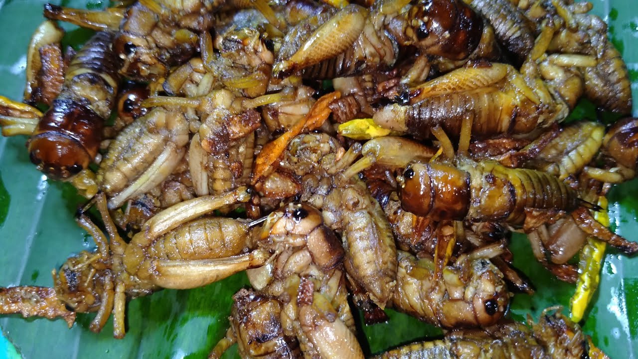 Delicious crickets fry recipe 😋 - YouTube