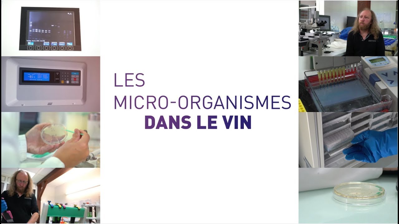 La Minute Vignevin : les micro-organismes dans le vin - YouTube