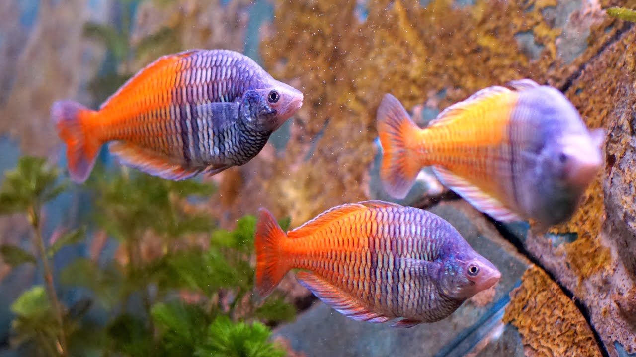 Boesemani Rainbowfish - Fish Species Endemic To Ayamaru Lakes In ...