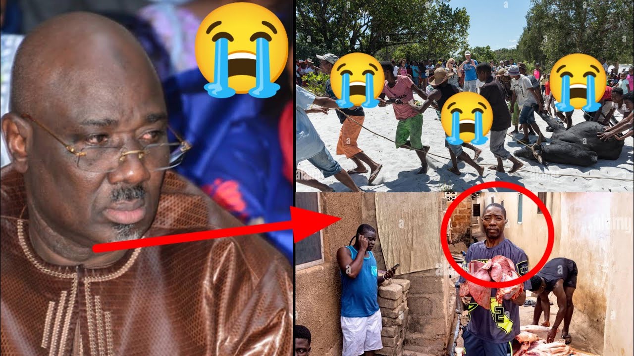 Le Village de Farba ngom aujourd'hui 😭 Pape ndongo Ndiaye - YouTube