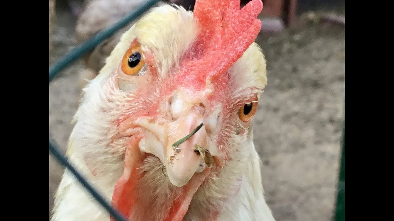 Rottweiler attacked by crazy Chickens, hilarious. 28th February 2018 ...