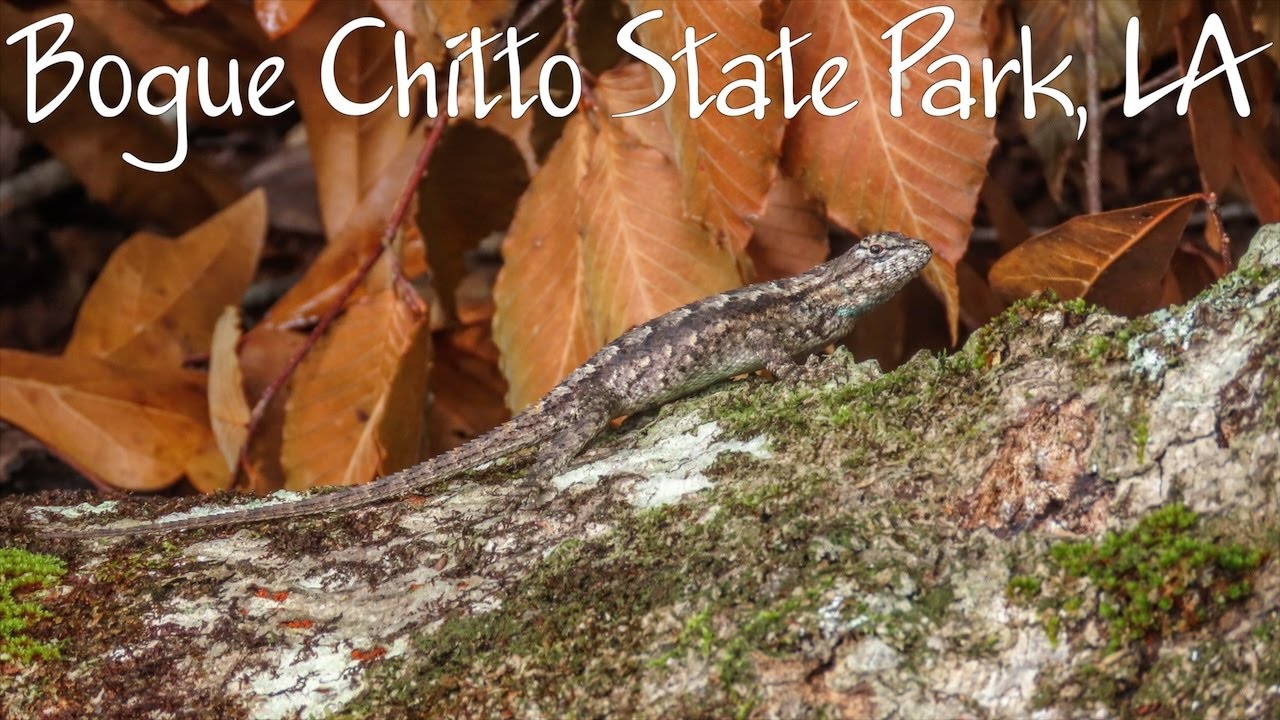 Bogue Chitto State Park, Louisiana - YouTube