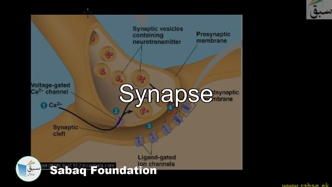 Synapse, Biology Lecture | Sabaq.pk - YouTube