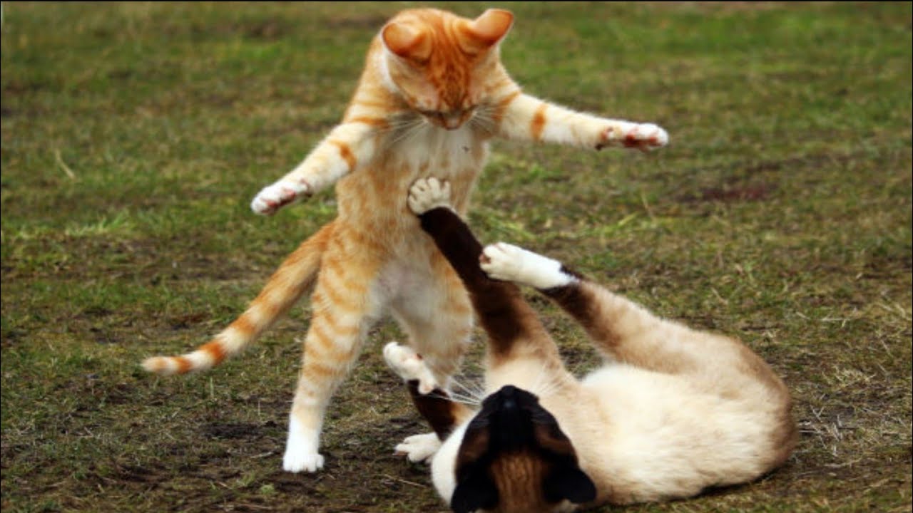 Funny Cat attack video 2022 - YouTube