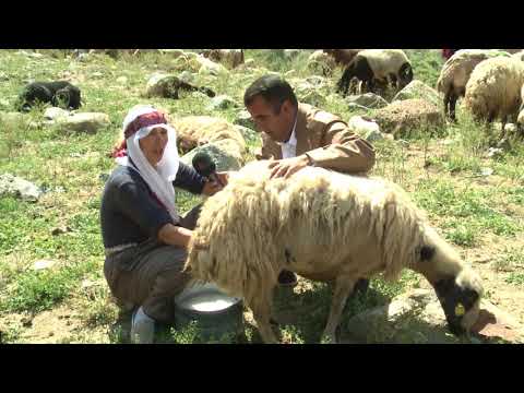 Hemido, Welaté bé sînor, Gever, Orşe, Jiyana Bérivana