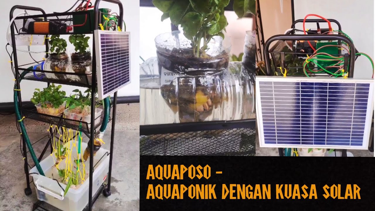 Tanaman Akuaponik Guna Tenaga Solar - KAIZEN SEKOLAH - YouTube