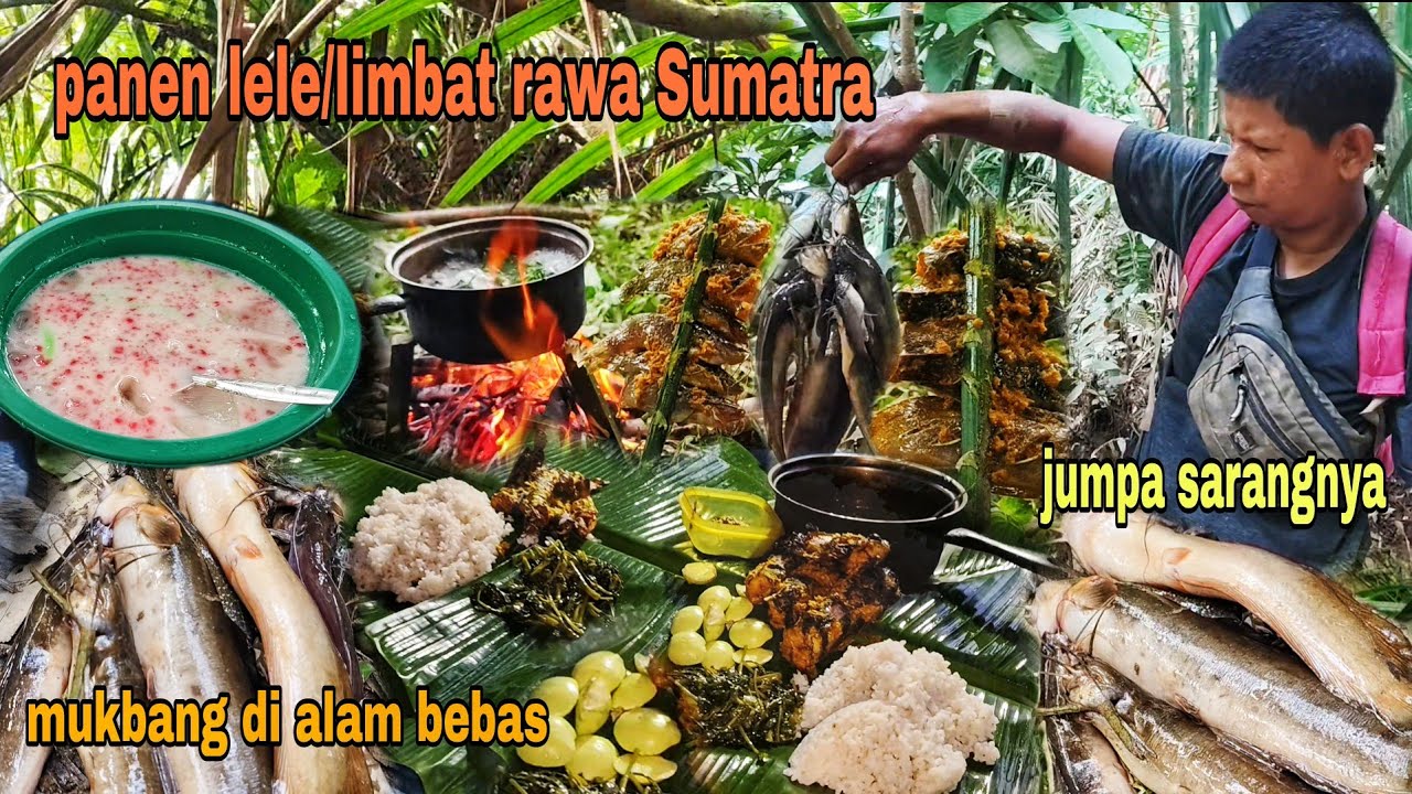 BEGINI KALAU RAWANYA MASIH ASRI || PANEN IKAN LELE/LIMBAT LANGSUNG KE ...
